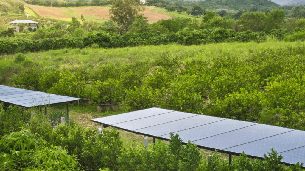RWE Agrivoltaics Demonstration Plant Achieves Double Harvest, Boosting ...